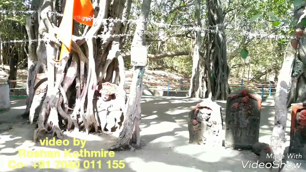Pemgiri Tree - YouTube