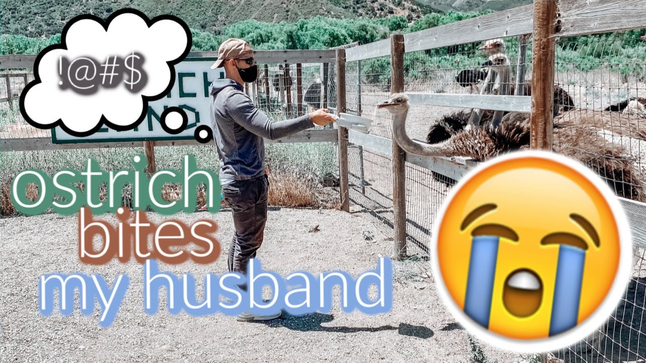 OSTRICH BITES HUSBAND ON FATHER'S DAY - YouTube