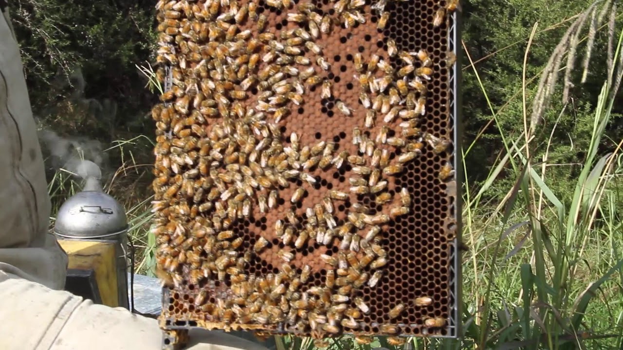 Bay of Islands, NZ Honey Hives - YouTube