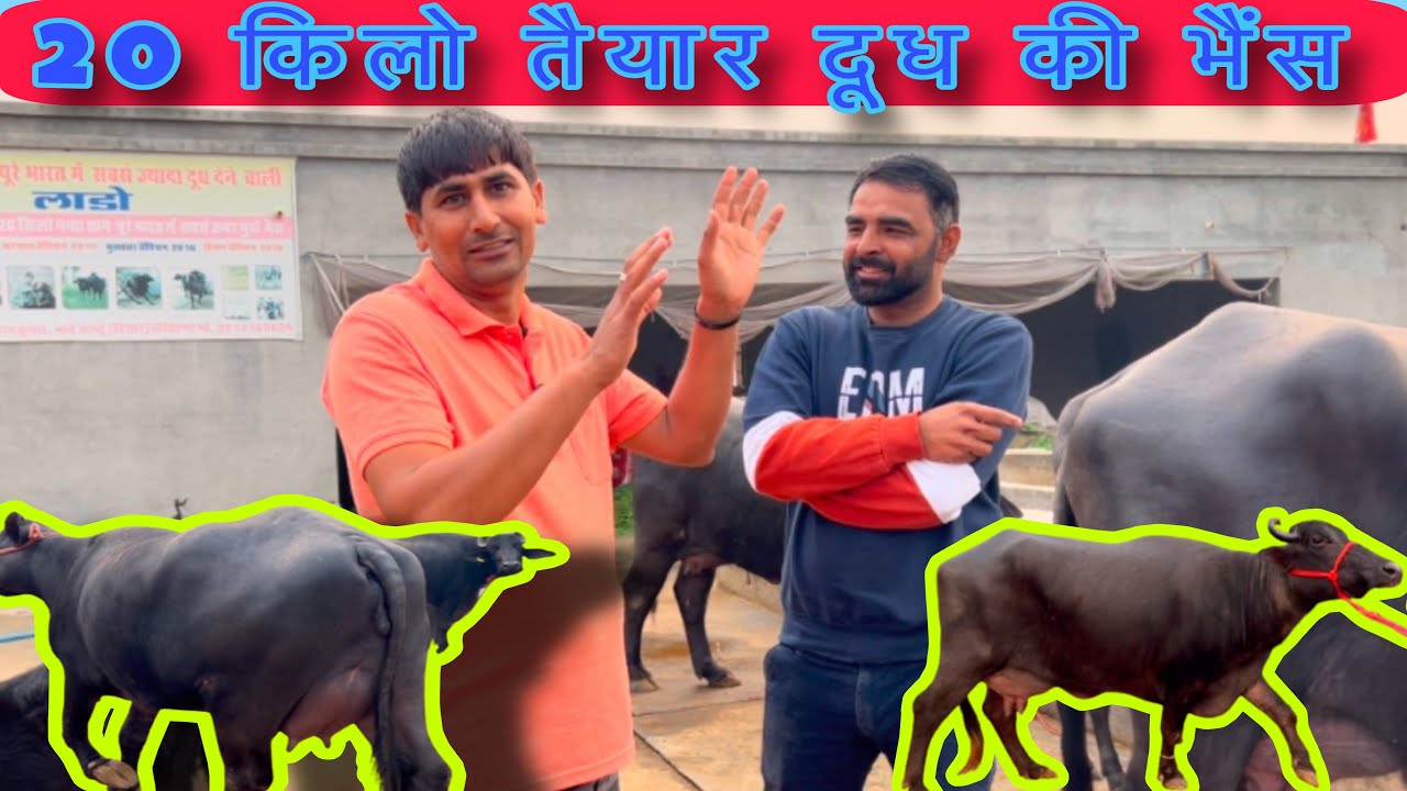 Ramesh Beniwal के पास 20 किलो तैयार दूध की भैंस और 15-16kg दूध देने वाली 1st टाइमर झौटी सेल के ...