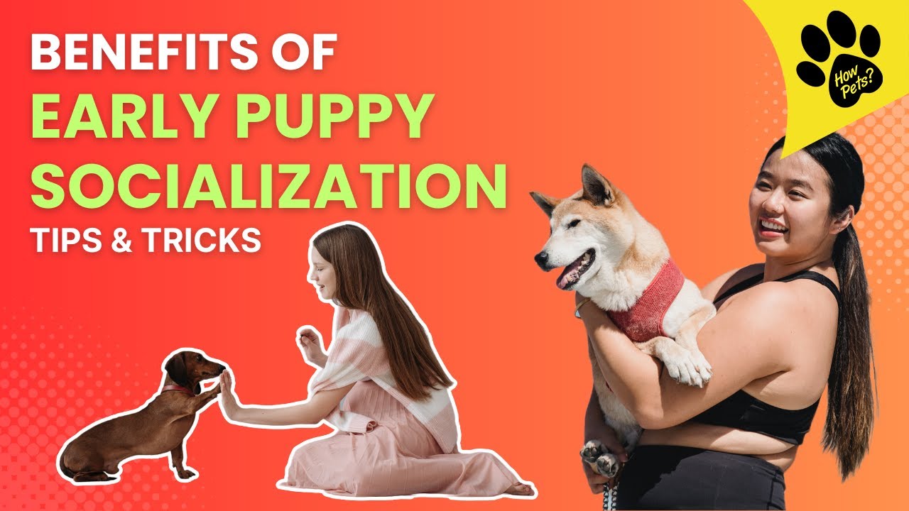 The Importance of EARLY Puppy Socialization - Tips & Tricks - YouTube