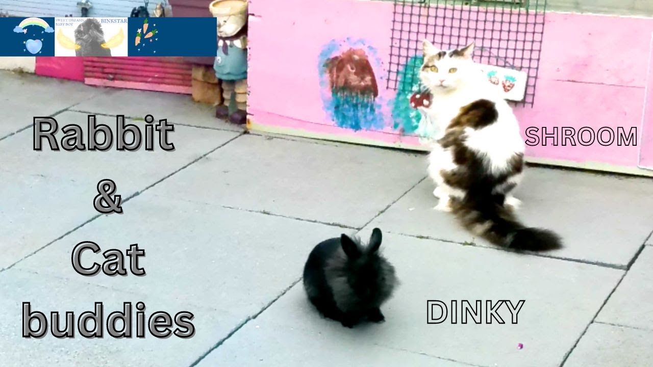 rabbit and cat best friends already/ The Dinky Diaries - YouTube