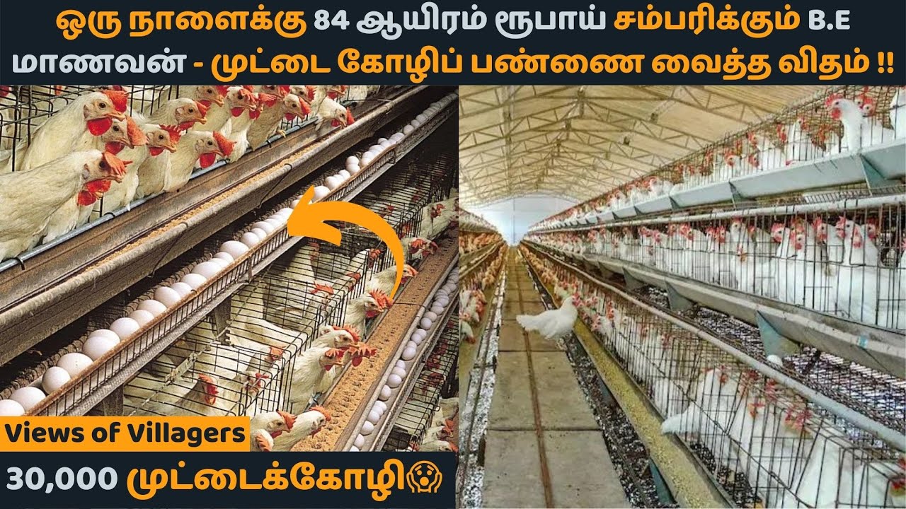 Layer Poultry Farm | Broiler White Layer Chicken | Namakkal Poultry ...