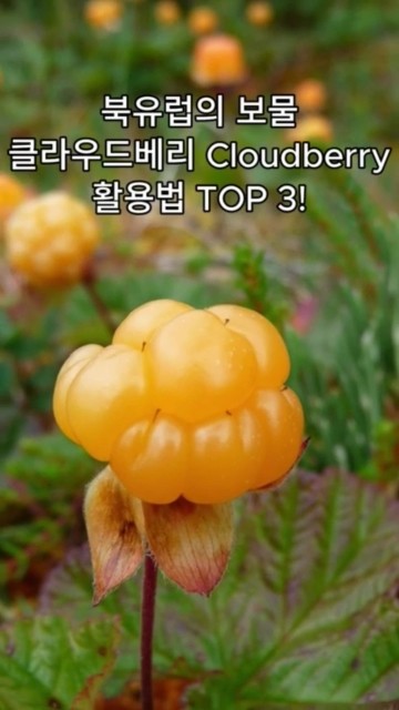 북유럽의 보물 클라우드베리(Cloudberry) 활용법 TOP 3! - YouTube