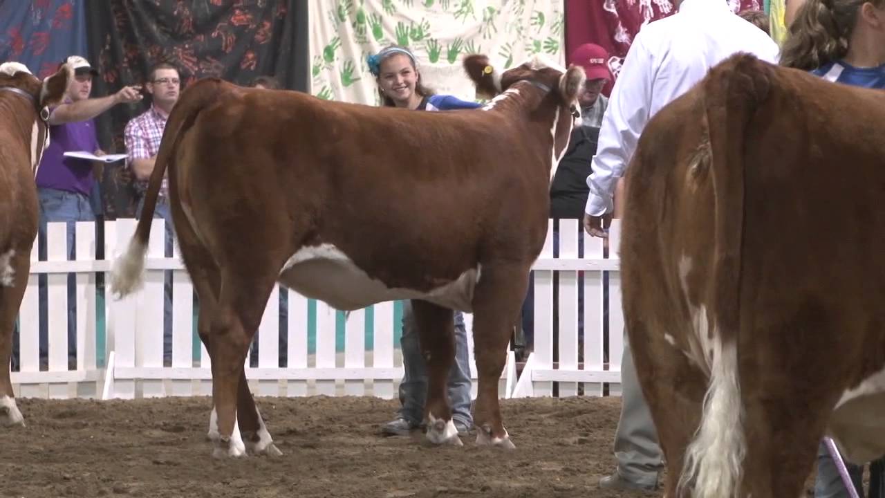 Отбор мясного скота - Selection of beef cattle - YouTube