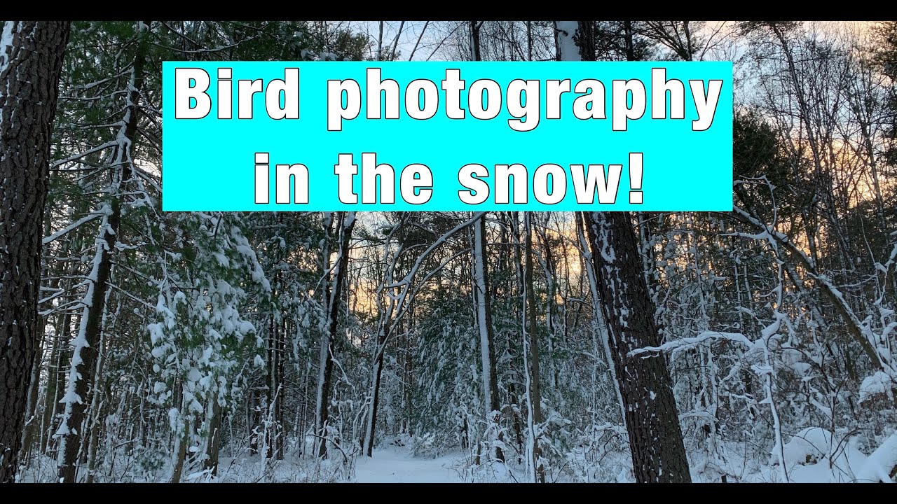 Bird photography in the snow! (Birds everywhere!) - YouTube