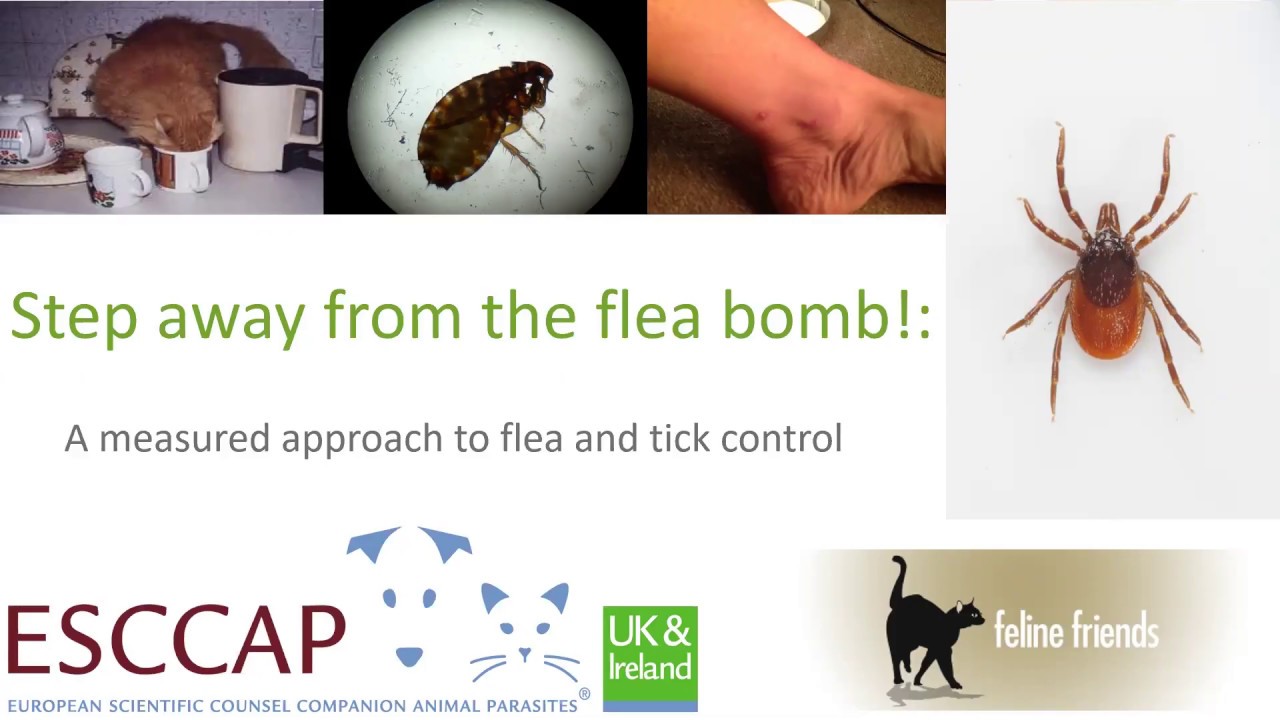 Step away from the flea bomb! Cat flea/tick control - YouTube