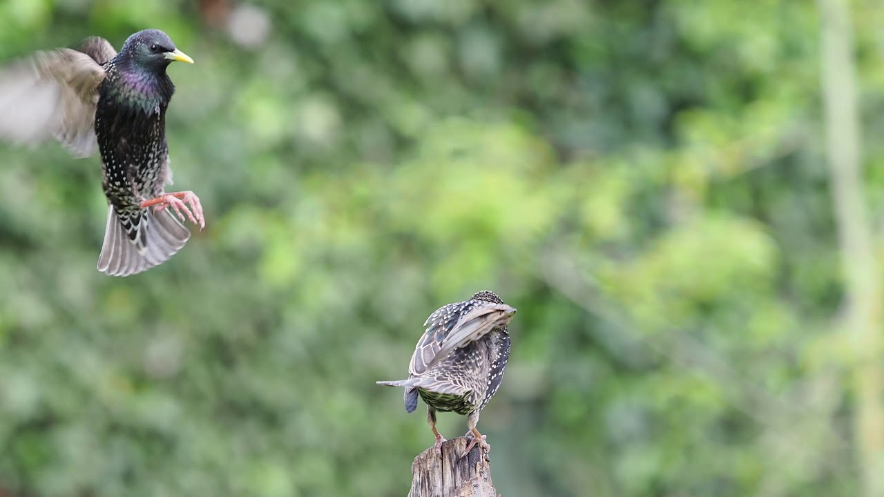 Fighting Starlings - YouTube
