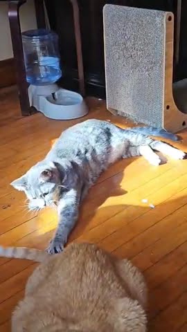 FFF Cat Video - YouTube