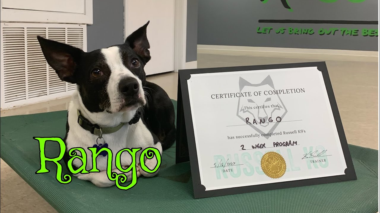 Russell K9/ Rango/ Boston Terrier mix/ 2 week program - YouTube