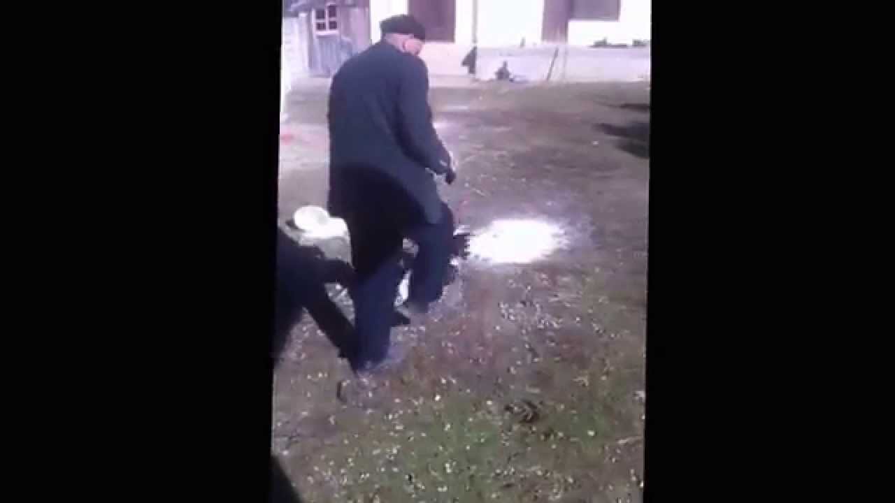 Chicken Attack Human - YouTube