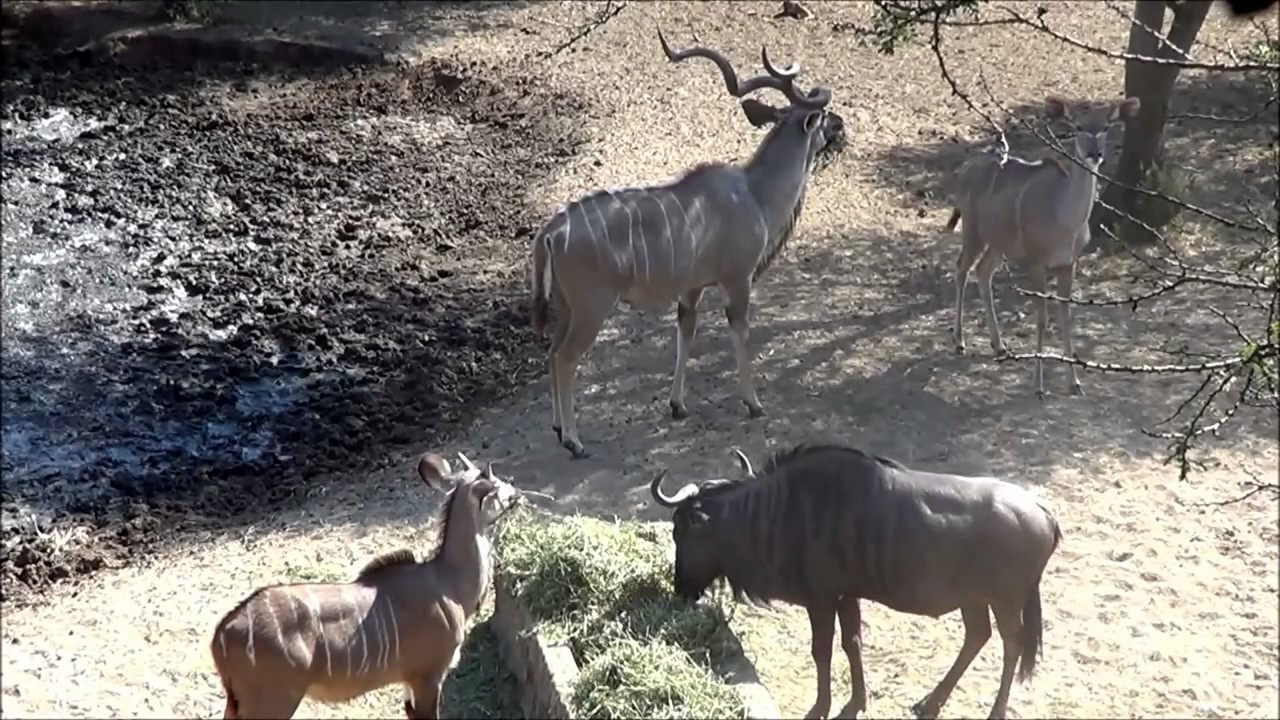 HUGE 61' INCH KUDU BULL HUNTED!!! - YouTube