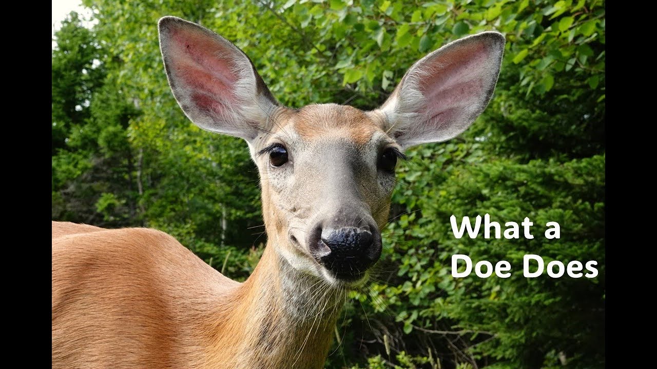 What a Doe Does - YouTube