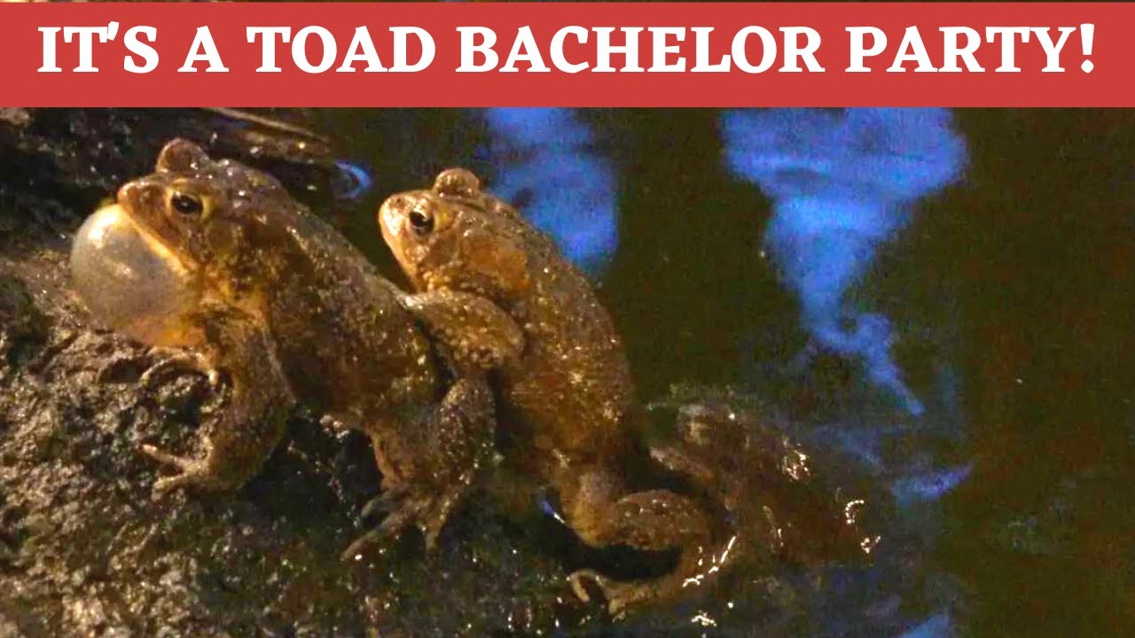 Male toad mating frenzy begins before females arrive! - YouTube