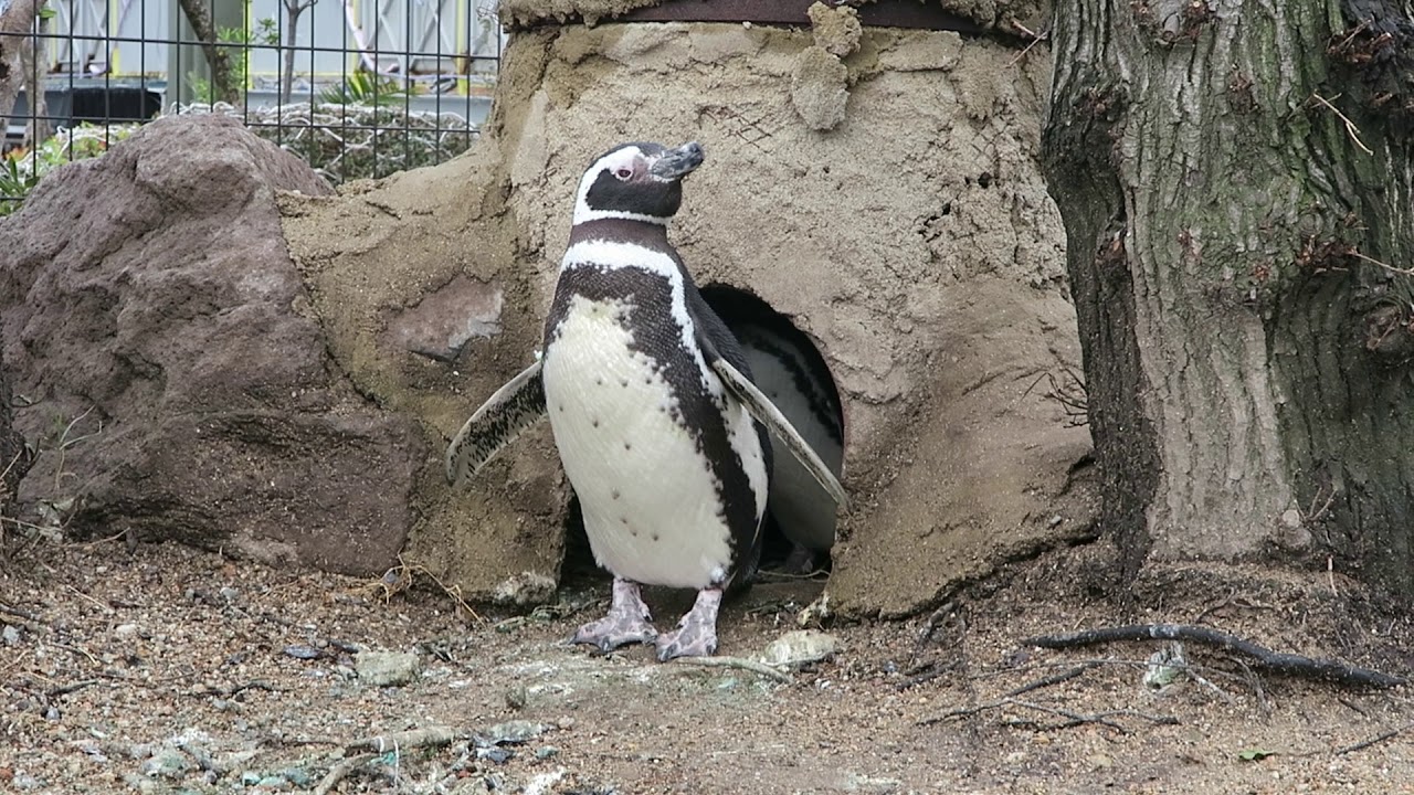 #1 Jan 2018 penguin at Suma aquarium, Kobe, Japan - YouTube