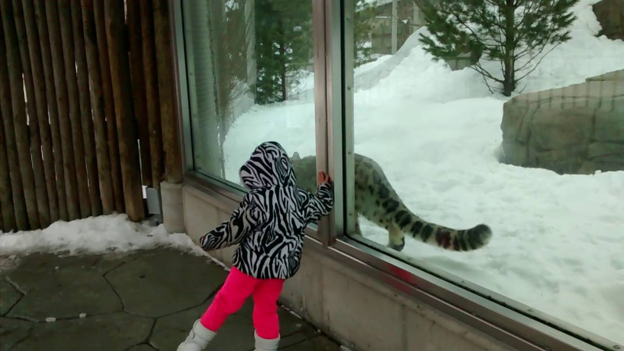 Snow Leopard stalks my little zebra at Buffalo Zoo - YouTube