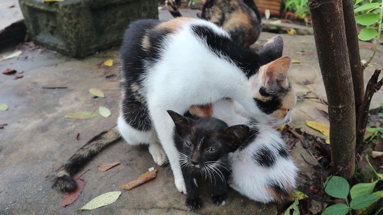 Mom kitten talking and takes care of cute Meowing Kittens - YouTube