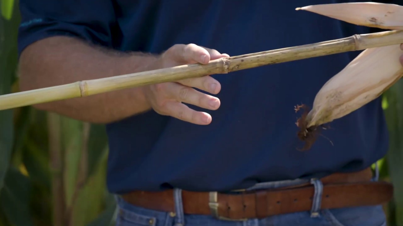 Corn Pinch Test and Push Test | Channel Southern Illinois # ...