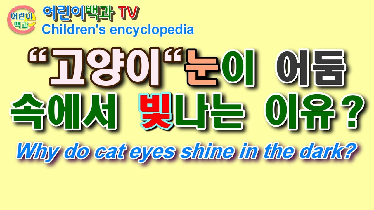 고양이 눈이 어둠 속에서 빛나는 이유 Youtube