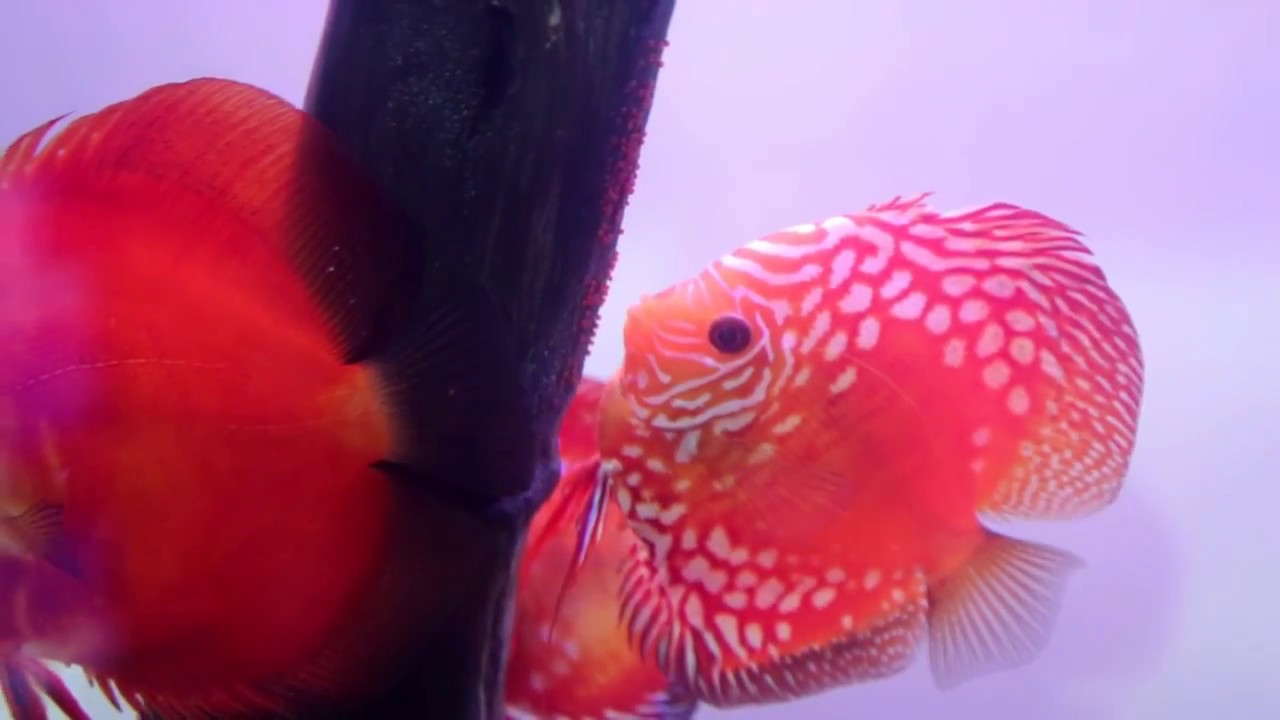 Red Eagle discus lay eggs for the first time. - YouTube