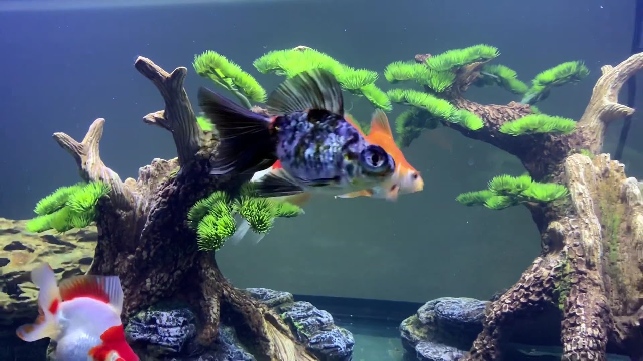 Fancy Goldfish Tank Update - YouTube