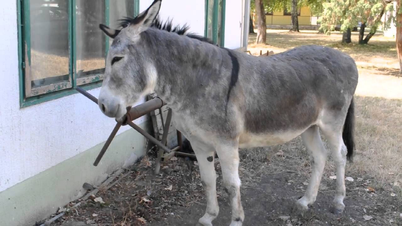 Donkey scratching on the neck - YouTube