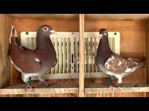 Recessive Red Racing Pigeons - YouTube