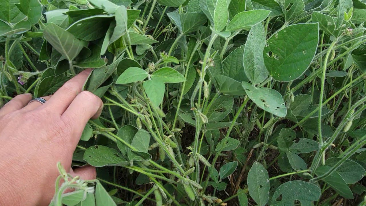 Double Crop Bean Update - #492 - YouTube
