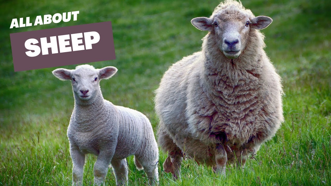 Sheep Video | Nature and Wildlife Video | Jungle World - YouTube