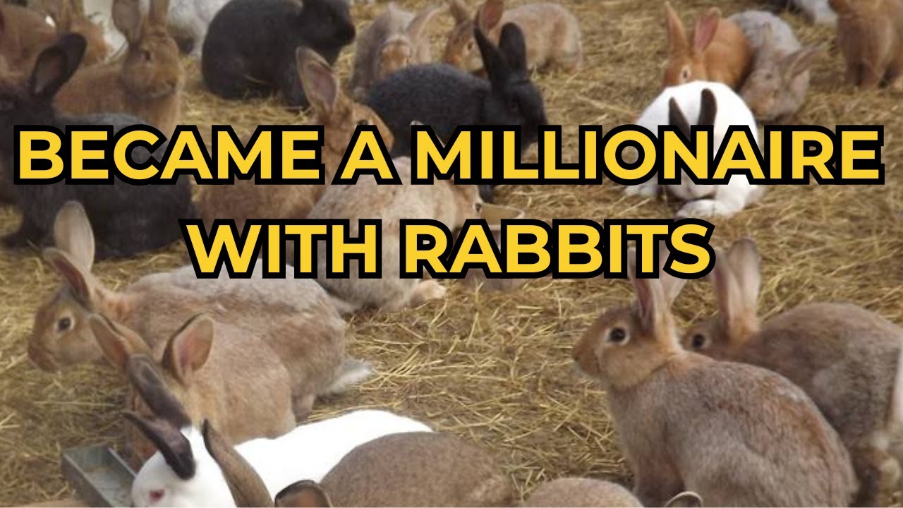 Boost Your Rabbit Farming Sales with These Proven Strategies - YouTube