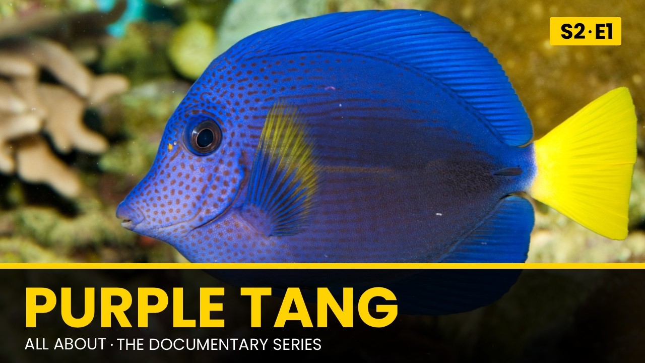 PURPLE TANG: Red Sea's Most Beautiful Surgeonfish | All About ...
