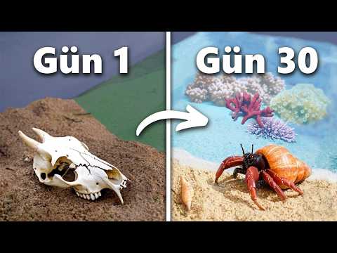 30 Gün Boyunca Bir Plajı Simüle Etmek