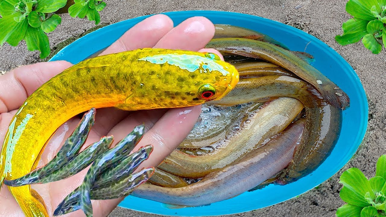 I Found Strange Ornamental Catfish, Koi Fish, Banana Fish, Colorful ...