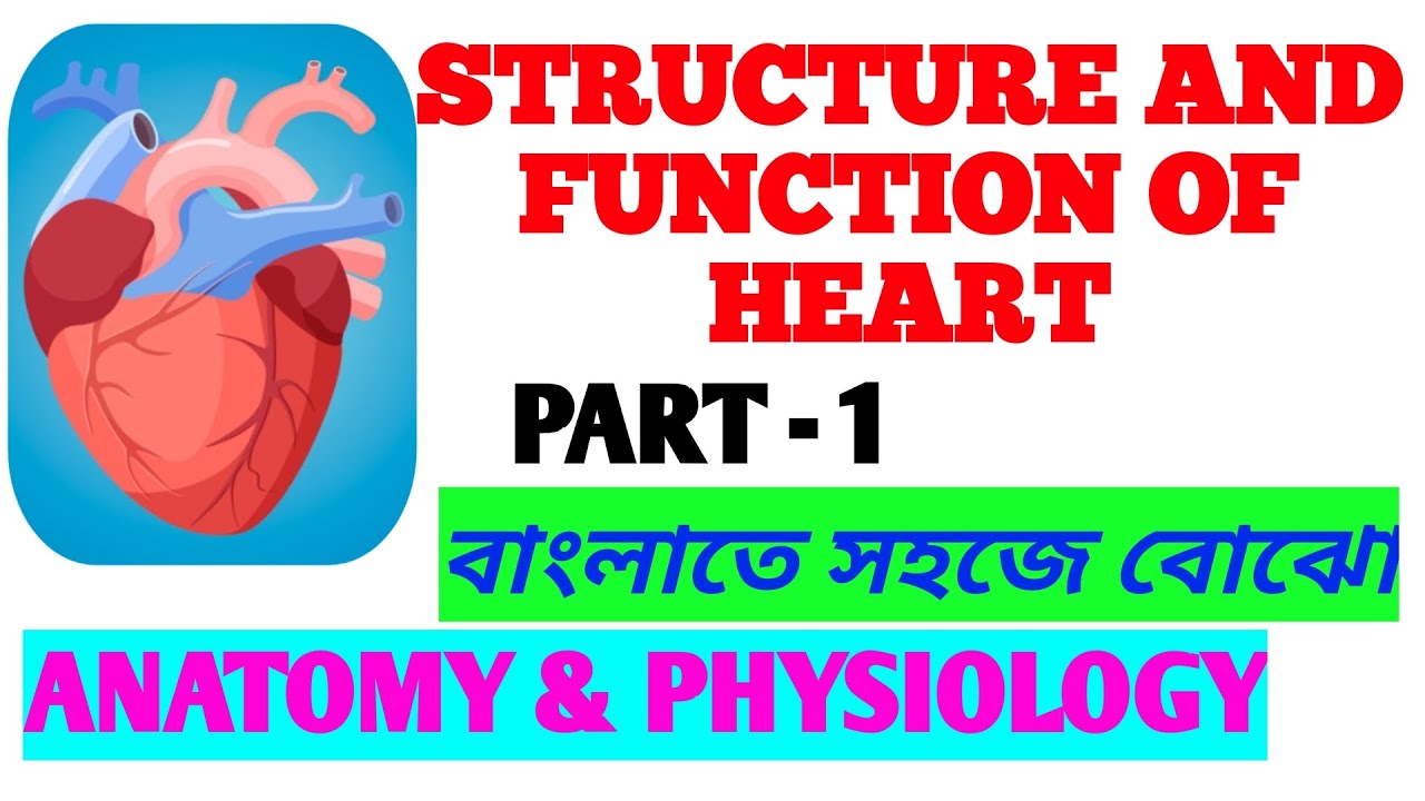 HEART ANATOMY AND PHYSIOLOGY | #cardiovascularsystem #heart #FUNCTION ...