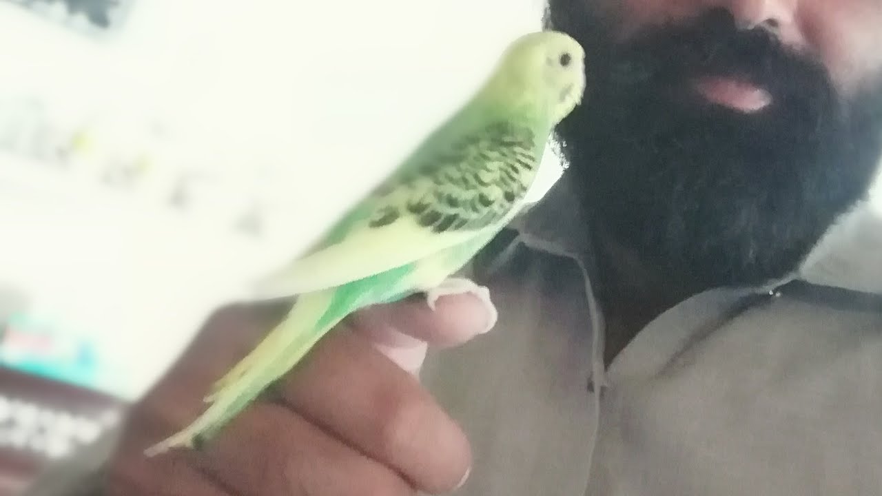 bajri birds family live - YouTube