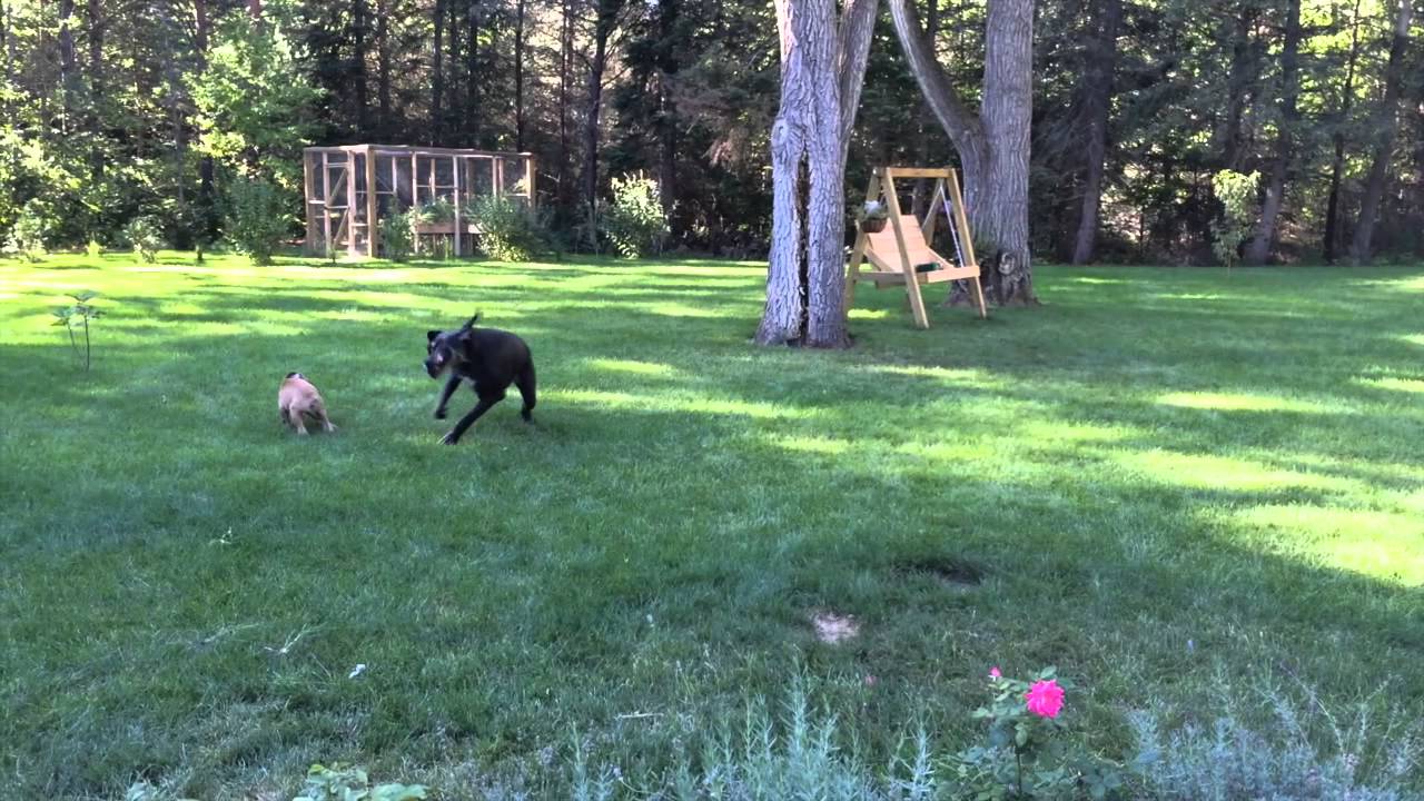 big dog games - YouTube