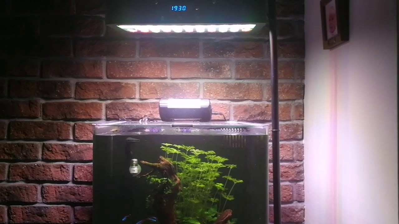 Aqua one Aquanano 40 1 year old freshwater Planted tank - YouTube