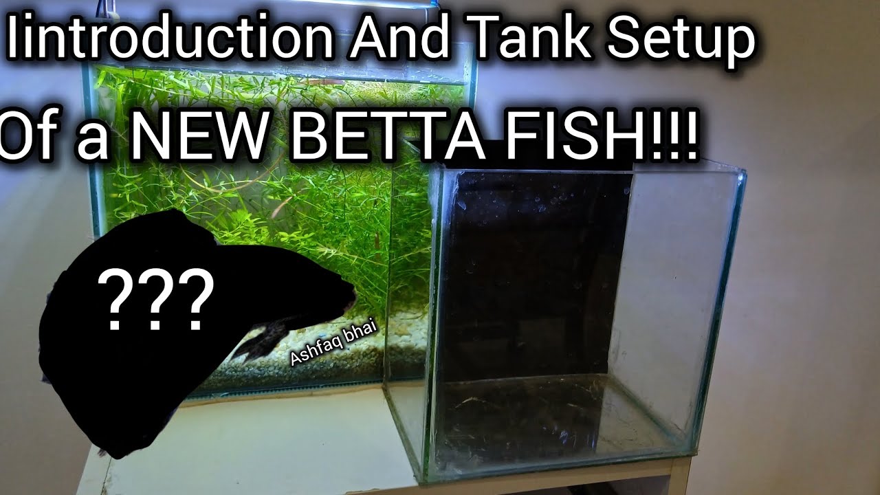 I BOUGHT A NEW BETTA FISH!!! | Full Betta Fish Tank Setup - YouTube
