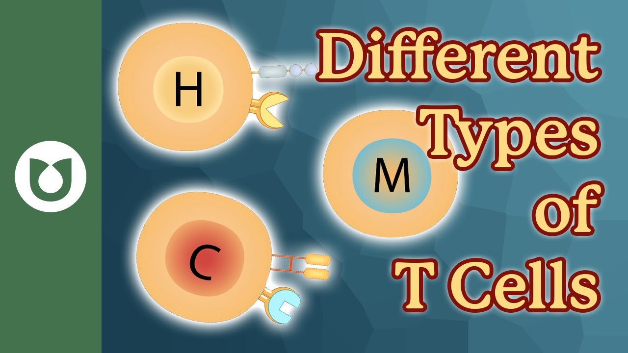 What are the different types of t-cells? #myeloma - YouTube