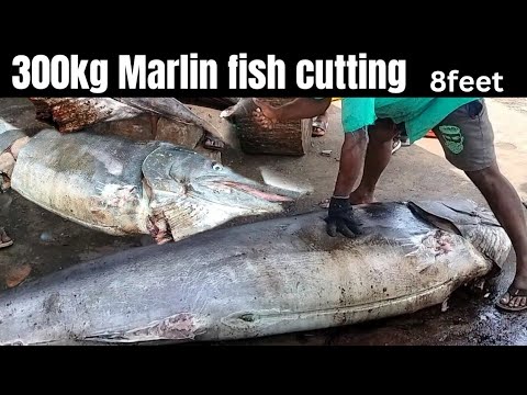 300kg Marlin fish cutting| 8 ft length|giant Marlin fish cutting skill ...