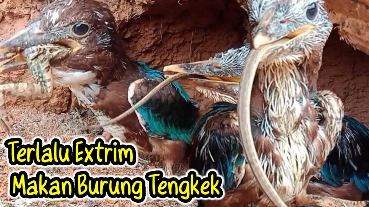 Sangat Sadis dan Ekstrim Cara Makan Burung Tengkek Buto - YouTube