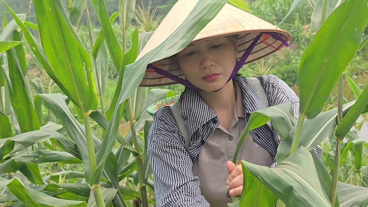 Harvest sticky corn, prepare sticky rice with corn and green beans ...