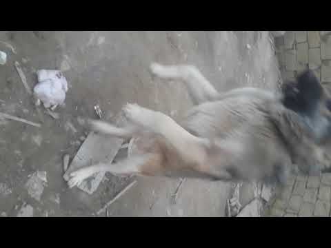 Coban iti 8 aylıq