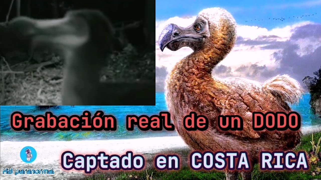 DODO REAL!! CAPTADO en Costa Rica!! la Grabación que Muestra que ...