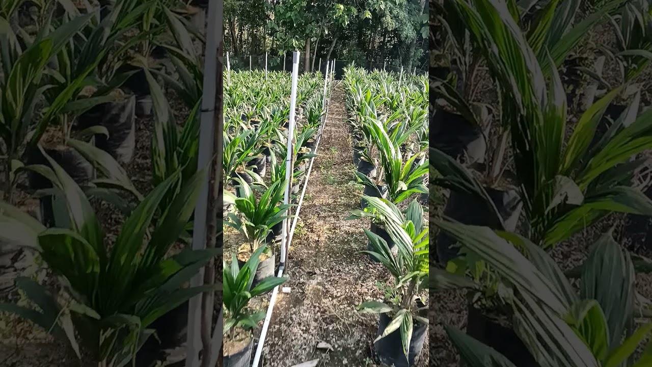 Review penyiraman bibit kelapa sawit unggul menggunakan selang drip vs ...