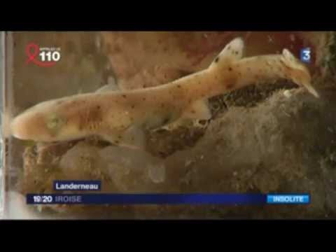 Naissance d'une roussette au lycée - YouTube