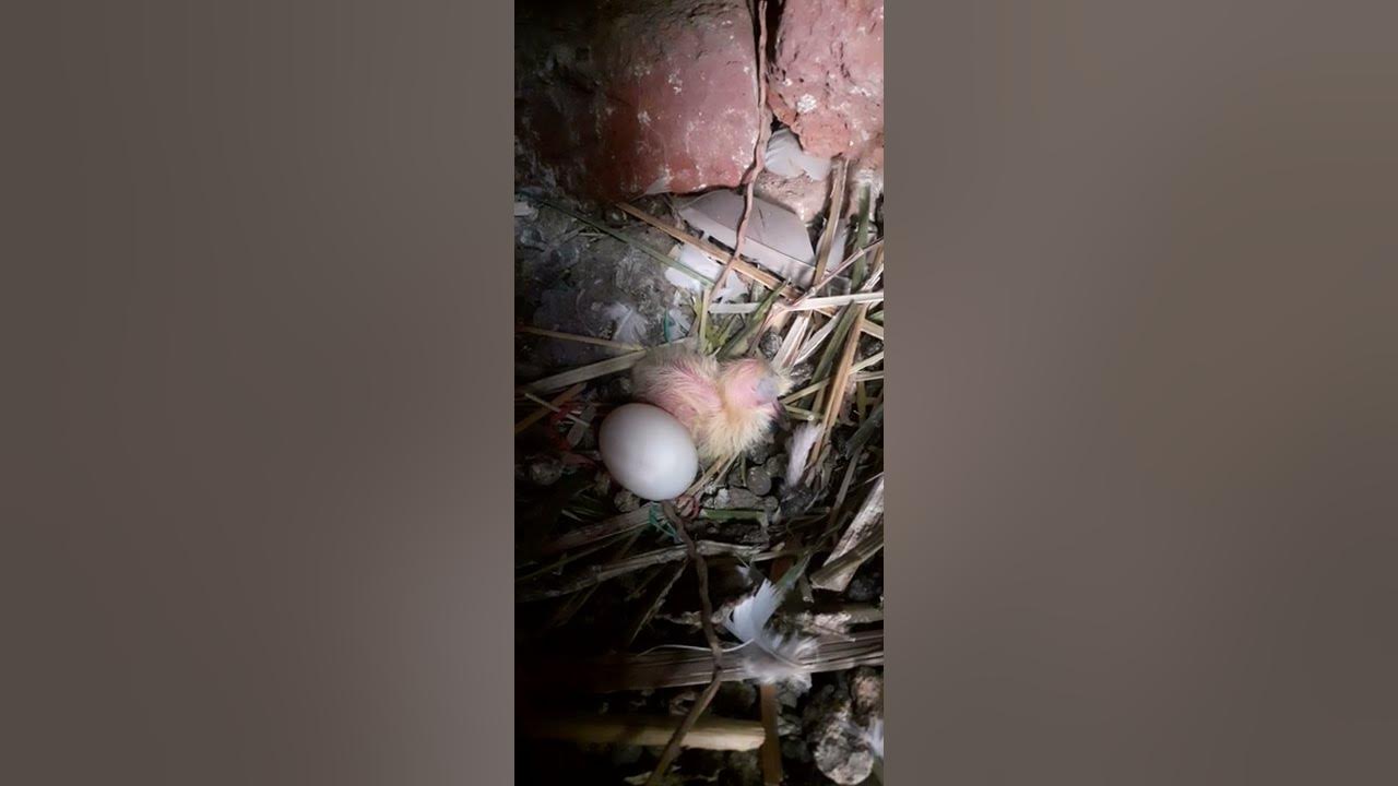 فرخ حمام اصفر - YouTube