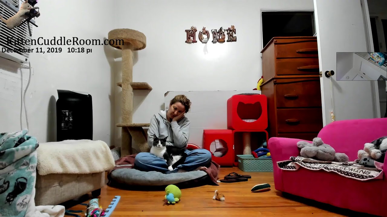 12/11/19 Kitten Cuddle Room Live Stream - YouTube