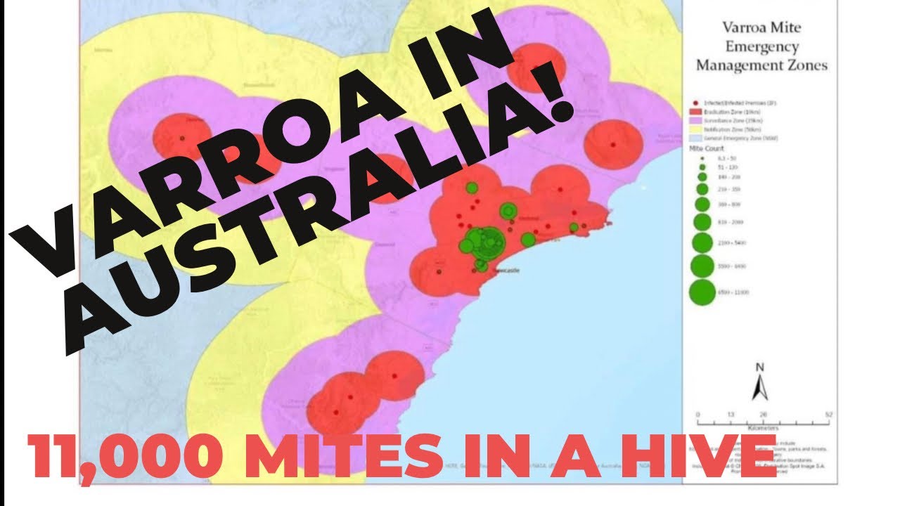 Latest UPDATE! Varroa in AUSTRALIA! Is It Under Control? - YouTube