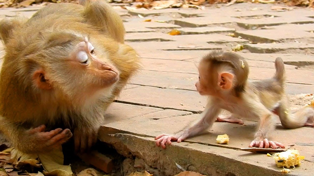 Amazing😱😱!! Monkey Mollie teaching gorgeous🥰🥰 baby monkey Millie ...